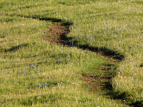 The Calf Path by Sam Walter Foss | Ann's Words